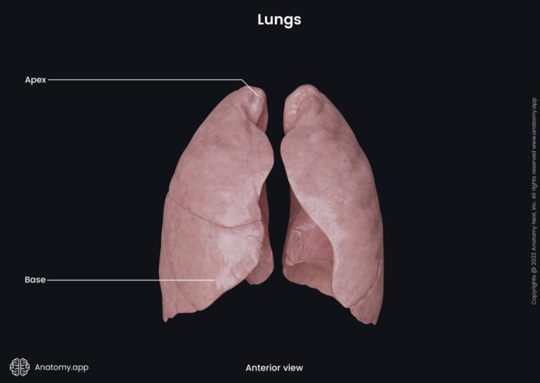 What is the Hilum of the Lung? A Deep Dive | BestHealthExpert