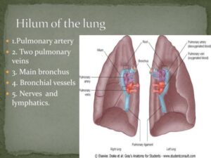 What is the Hilum of the Lung? A Deep Dive | BestHealthExpert